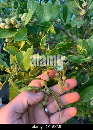 Green Buttonwood (Conocarpus erectus) Plantae Stock Photo - Alamy