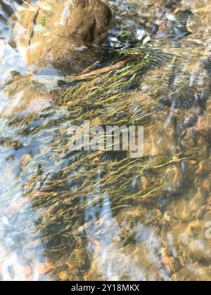 riverweed family (Podostemaceae) Plantae Stock Photo - Alamy