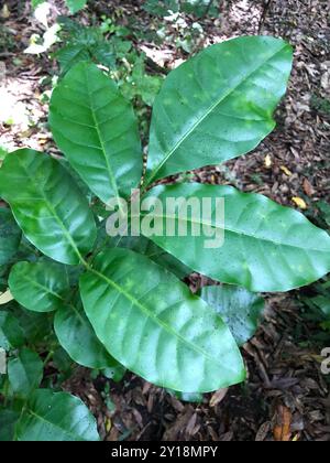 Kohekohe (Didymocheton spectabilis) Plantae Stock Photo - Alamy
