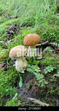 (Boletus variipes) Fungi Stock Photo - Alamy