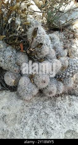 Whitecolumn Foxtail Cactus (Escobaria tuberculosa) Plantae Stock Photo ...