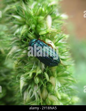 Groovewing Flower Beetles (Melyris) Insecta Stock Photo - Alamy
