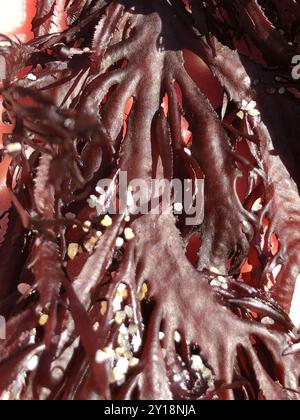 (Farlowia compressa) Plantae Stock Photo - Alamy