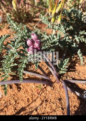 purple-nerve cymopterus (Vesper multinervatus) Plantae Stock Photo - Alamy
