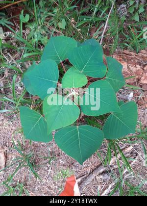 Bleeding Heart (Homalanthus populifolius) Plantae Stock Photo - Alamy