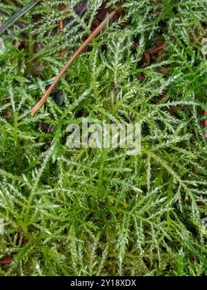 Common Feather-moss (Kindbergia praelonga) Plantae Stock Photo - Alamy