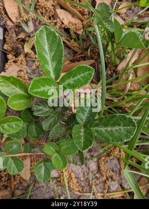creeping beggarweed (Desmodium incanum) Plantae Stock Photo - Alamy