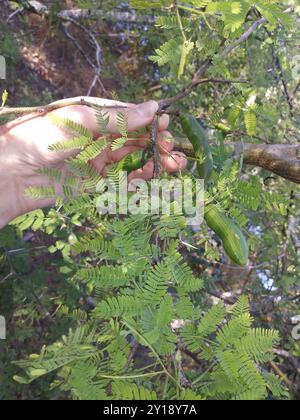 Sweet acacia (Vachellia farnesiana), Plantae, Jardines de San Rafael ...