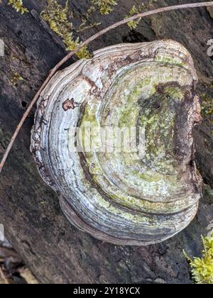(Ganoderma megaloma) Fungi Stock Photo - Alamy