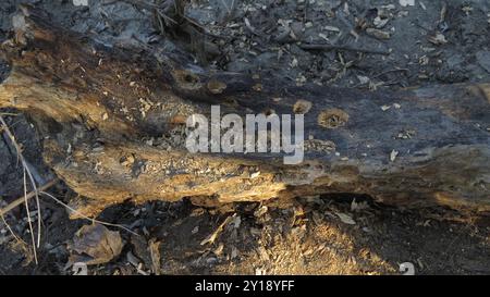 Woodpeckers, Barbets, Toucans and Honeyguides (Piciformes Stock Photo ...