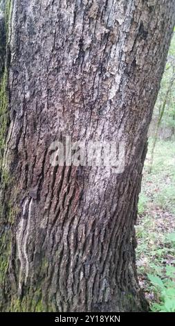 Smooth Patch Disease (Aleurodiscus oakesii Stock Photo - Alamy