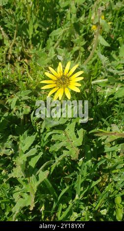 Capeweed (Arctotheca calendula) Plantae Stock Photo - Alamy