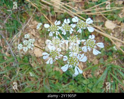 Mediterranean Hartwort (Tordylium apulum) Plantae Stock Photo - Alamy