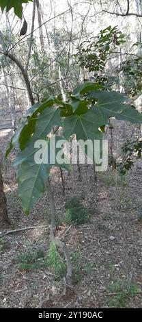 flame tree (Brachychiton acerifolius), Plantae, Yeppoon QLD 4703 ...