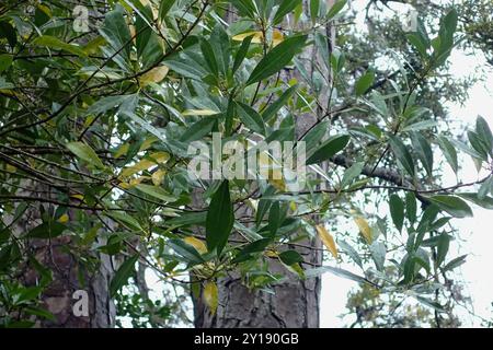 American olive (Cartrema americana), Plantae, Windsor Forest, Savannah ...