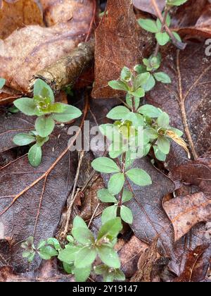 licorice bedstraw (Galium circaezans) Plantae Stock Photo - Alamy