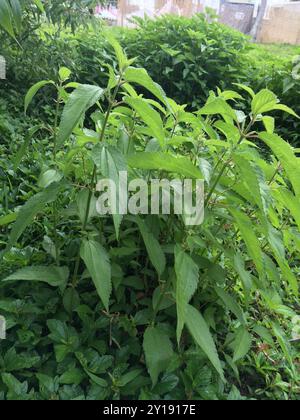 false nettle (Boehmeria cylindrica) Plantae Stock Photo - Alamy