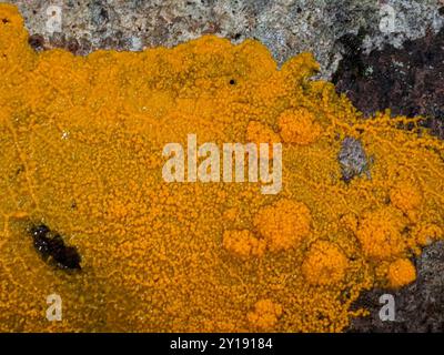 (Badhamia utricularis) Protozoa Stock Photo - Alamy