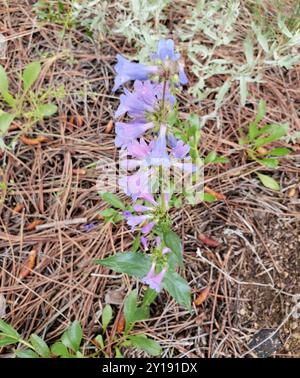 Front Range Beardtongue (Penstemon virens) Plantae Stock Photo - Alamy