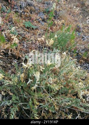 Locoweed (Oxytropis) Plantae Stock Photo - Alamy