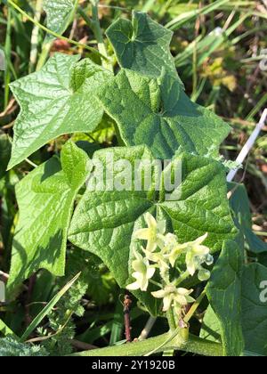 California manroot (Marah fabacea), Plantae, Fort Ord National Monument ...