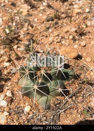 Stout Needle Mulee (Coryphantha robustispina uncinata) Plantae Stock ...
