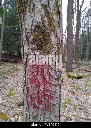 Apple Canker (Neonectria ditissima) Fungi Stock Photo - Alamy
