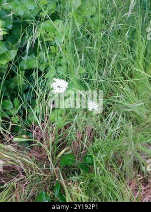 white brodiaea (Triteleia hyacinthina), Plantae, Monte Bello Open Space ...