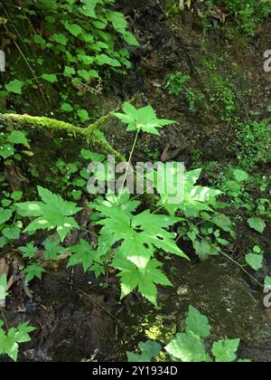 Stink Currant (Ribes bracteosum) Plantae Stock Photo - Alamy