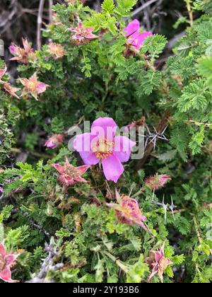 small-leaved rose (Rosa minutifolia), Plantae, Ensenada, MX-BN, MX ...