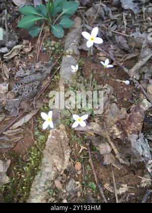 flowering bluets (Houstonia) Plantae Stock Photo - Alamy