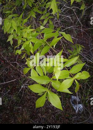 Scrub Hickory (Carya floridana) Plantae Stock Photo - Alamy