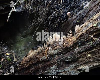 (Artomyces colensoi) Fungi Stock Photo - Alamy