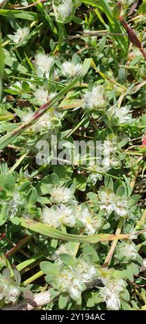 Algerian Tea (Paronychia argentea) Plantae Stock Photo - Alamy