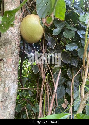 Calabash Tree (Crescentia cujete), Plantae, San Salvador, El Salvador ...