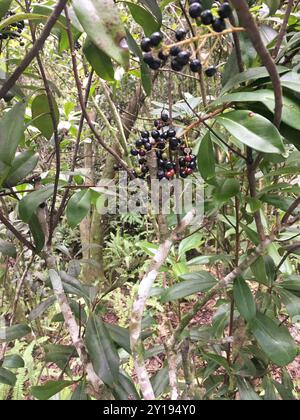 Marlberry (Ardisia escallonioides) Plantae Stock Photo - Alamy