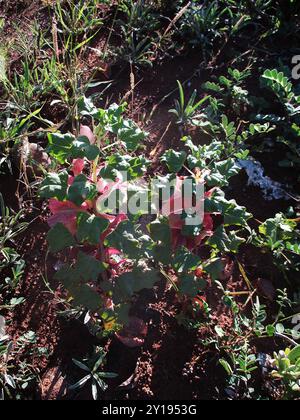 Sackflower (Holubia saccata) Plantae Stock Photo - Alamy