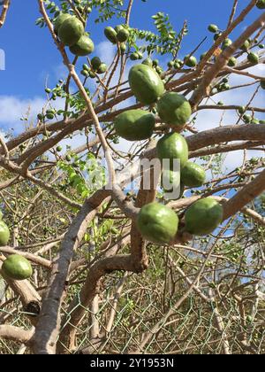 red mombin (Spondias purpurea) Plantae Stock Photo - Alamy