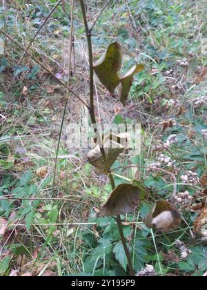 forest scurfpea (Rupertia physodes), Plantae, Ojai, CA 93023, USA Stock ...