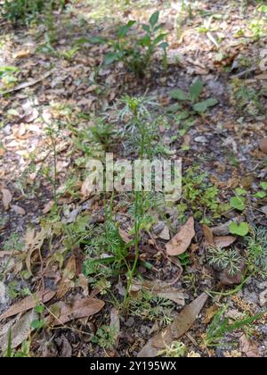 Marsh parsley (Cyclospermum leptophyllum) Plantae Stock Photo - Alamy