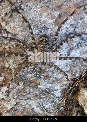 trechaleid spiders (Trechaleidae) Arachnida Stock Photo - Alamy