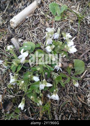 White Violet (Viola alba), Plantae, Grude, Federacija Bosne i ...