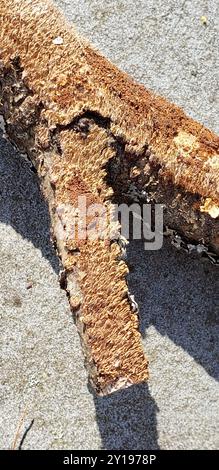brown-toothed crust fungus (Hydnoporia olivacea) Fungi Stock Photo - Alamy