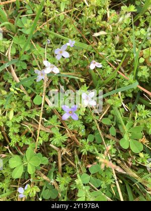 tiny bluet (Houstonia pusilla) Plantae Stock Photo - Alamy
