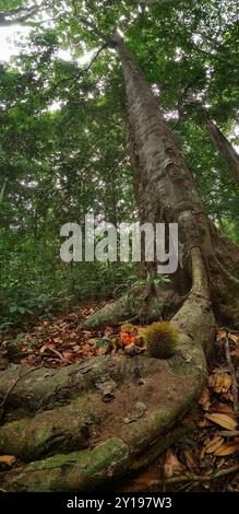 wild durian (Cullenia exarillata) Plantae Stock Photo - Alamy