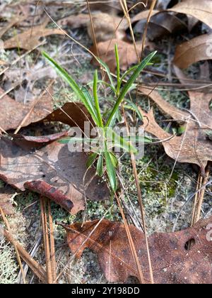 sandhill golden aster (Pityopsis pinifolia) Plantae Stock Photo - Alamy