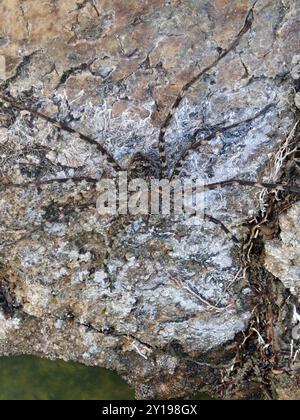 trechaleid spiders (Trechaleidae) Arachnida Stock Photo - Alamy