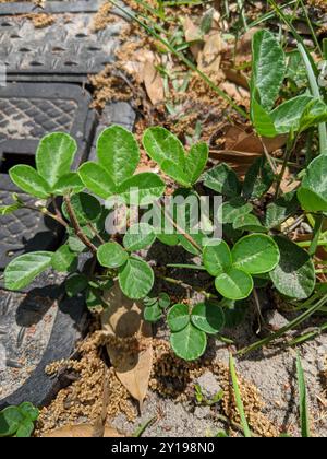 creeping beggarweed (Desmodium incanum) Plantae Stock Photo - Alamy