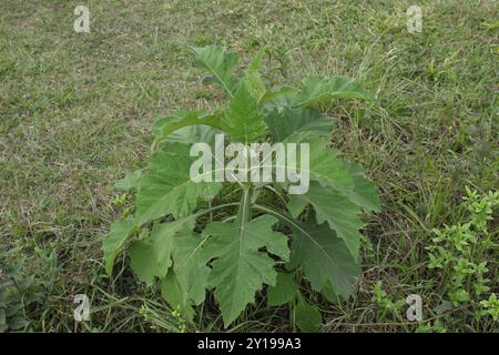 Mexican tree daisy (Verbesina turbacensis) Plantae Stock Photo - Alamy