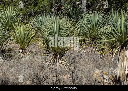 mountain yucca (Yucca madrensis) Plantae Stock Photo - Alamy